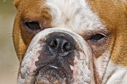 How many Bulldog breeds are there?