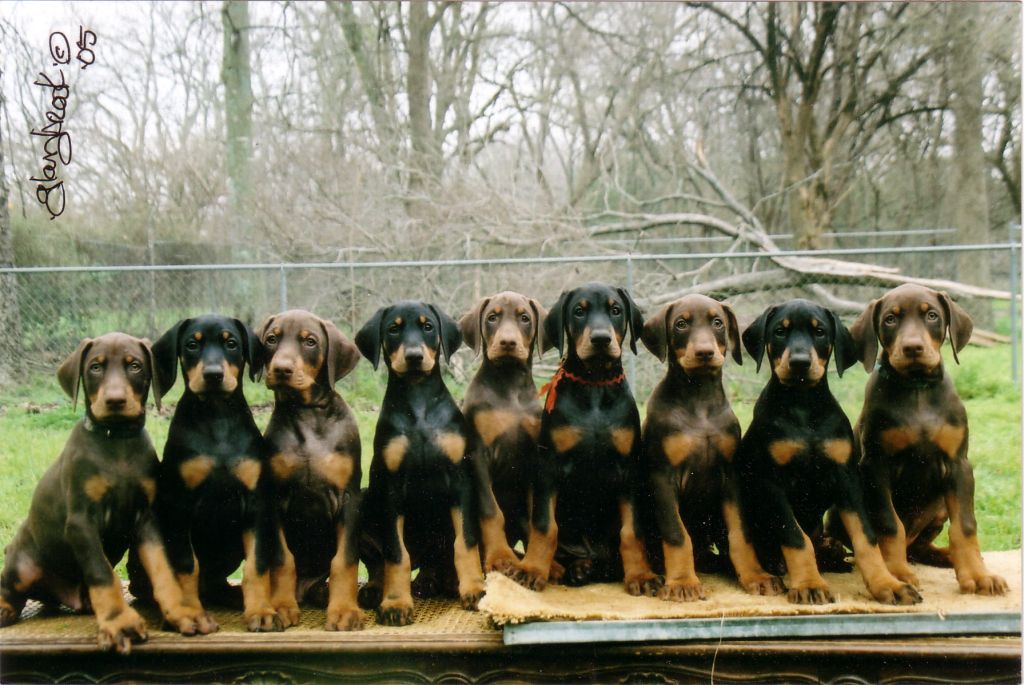 How many years a Doberman lives?
