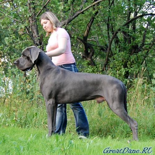 How many color variations of The Great Dane breed?