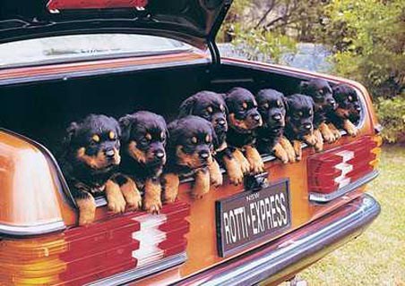 How many years Rottweiler breed lives?