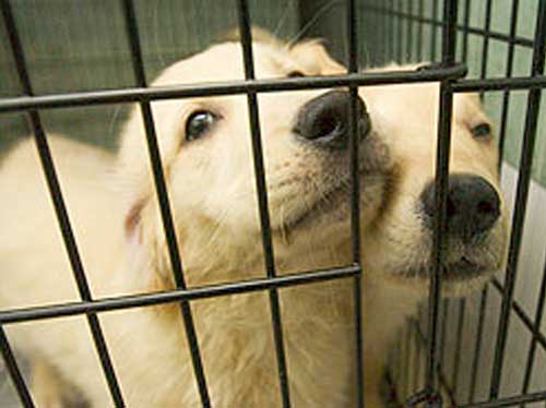 How many ways are there to get a new dog?