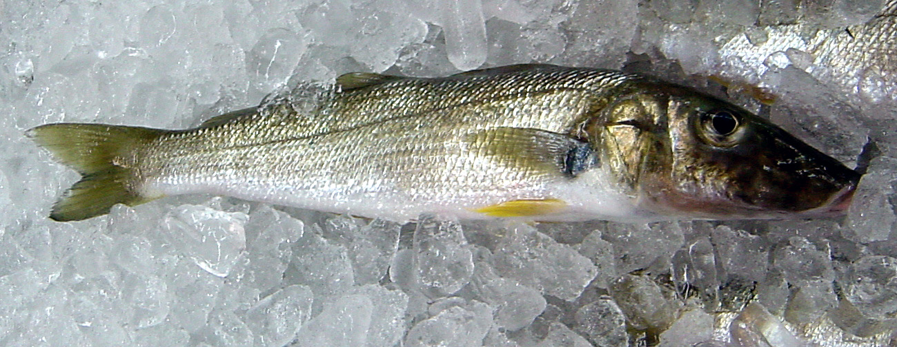 How many ways to understand if fish is fresh or not?