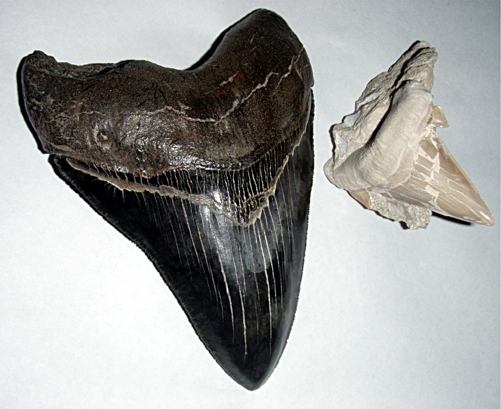 How many teeth of shark are there?