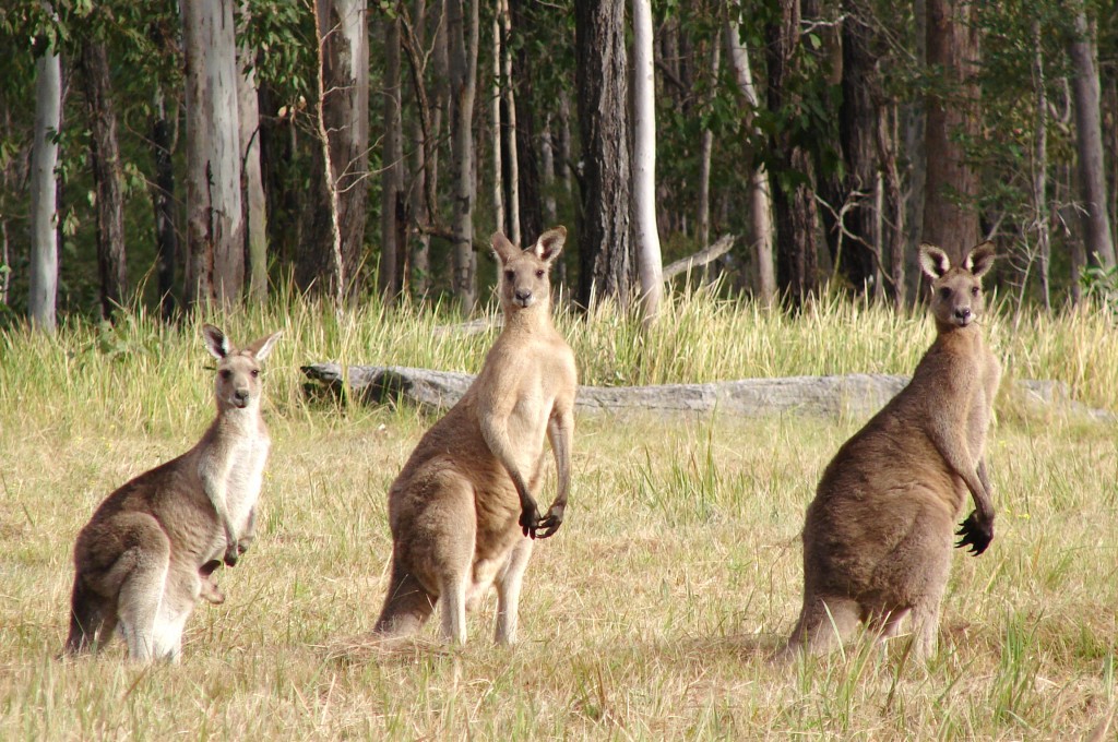 How many species of Kangaroos are there?
