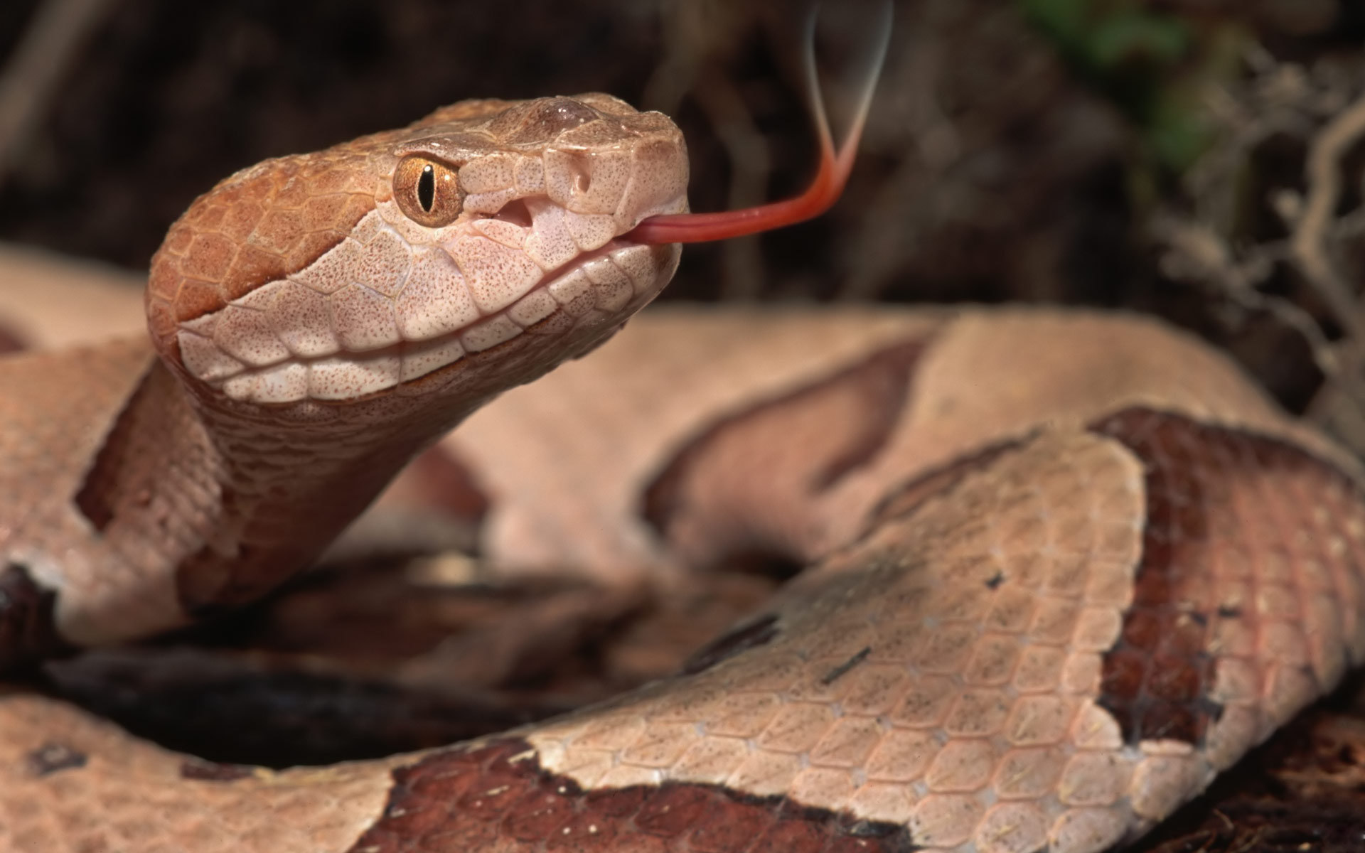 How Many Different kinds of Snakes are there in the world?