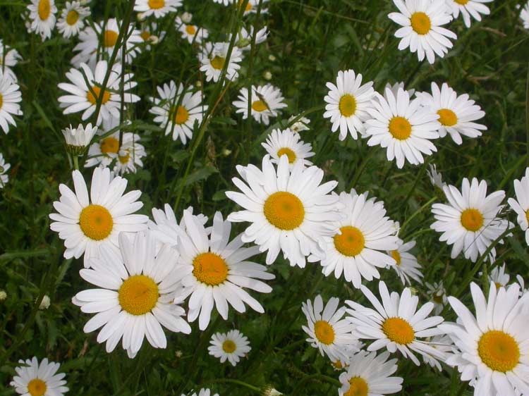 How Many Different Type of Daisy Are There