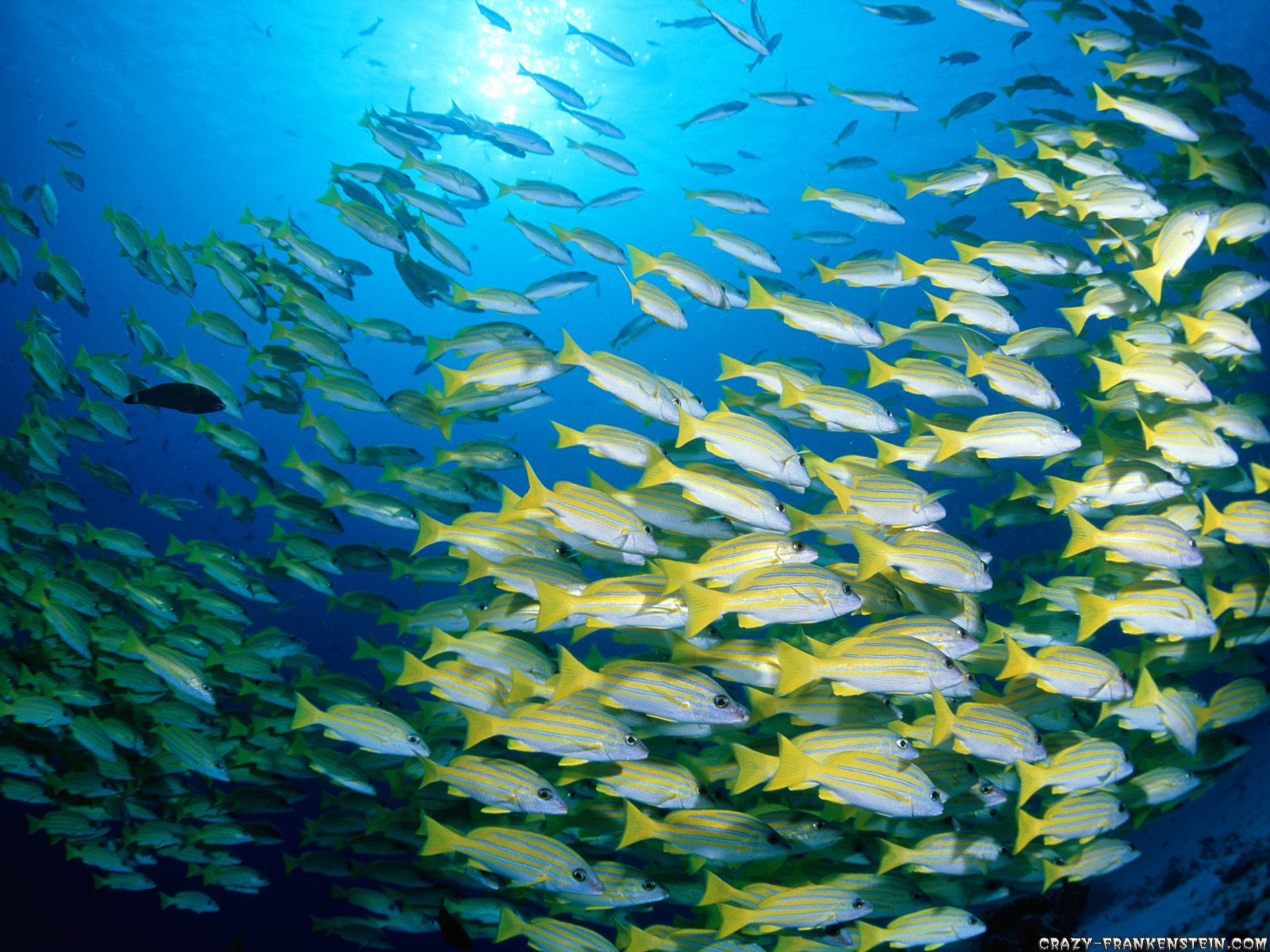 How Many Different Types of Fishes Are There in The World?