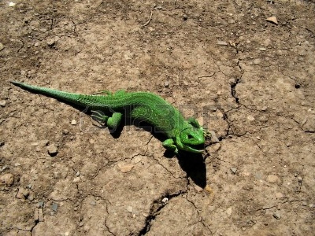 How many species of reptiles in the world?