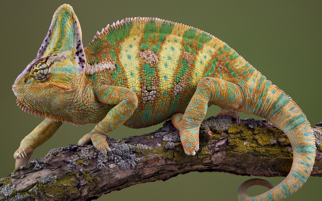 How many species of reptiles in the world?