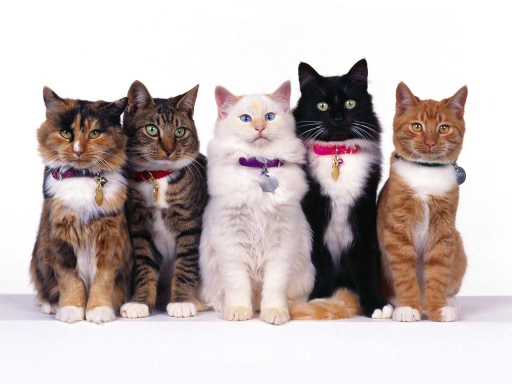 How Many Cat Breeds Are There In The World?