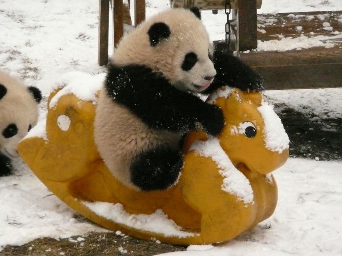 How Many Pandas Are There In The World?